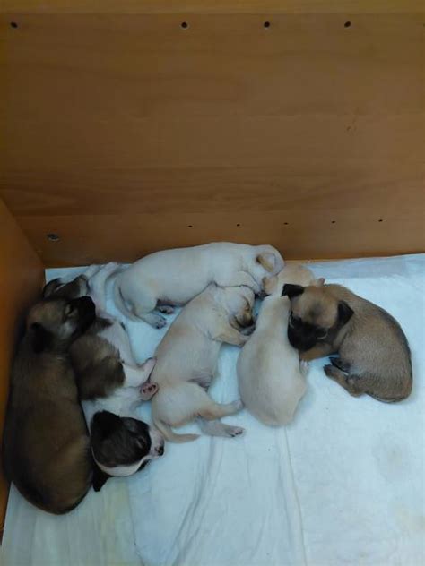 Prodamo Kuzke Majhne Rasti Prodamo Kuzke Majhne Rasti