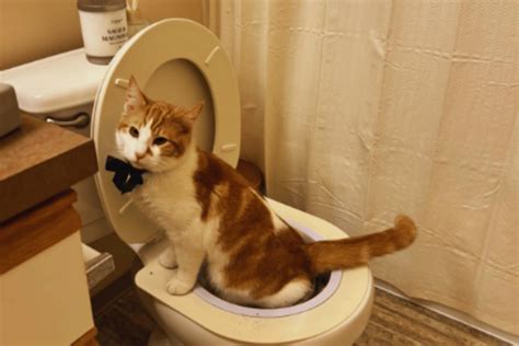 Flush And Furry Can A Cat Be Trained To Flush The Toilet