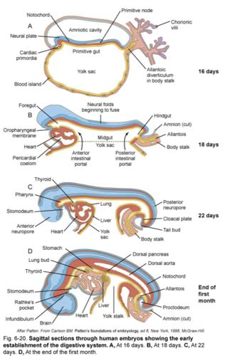 Lecture 11 Establishment Of Body Plan Iii And Extraembryonic Tissue