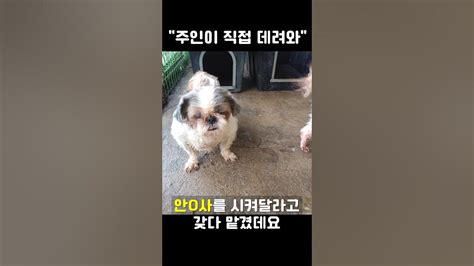 주인이 직접 안락사를 부탁하고 떠나는 모습을 지켜본 여성 Youtube