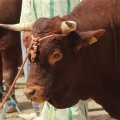 تربية الابقار