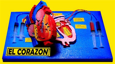 como hacer una maqueta del corazón con movimiento fácil YouTube