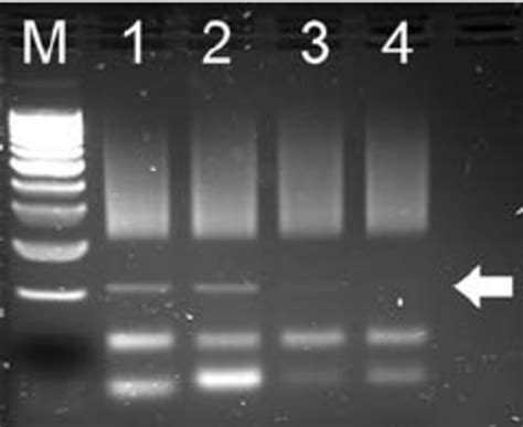 Phosphorothioate Modified Oligos Suppress Amplification Of The Adapter