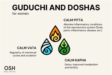 Guduchi The Wonder Ayurvedic Herb For Hormonal Balance