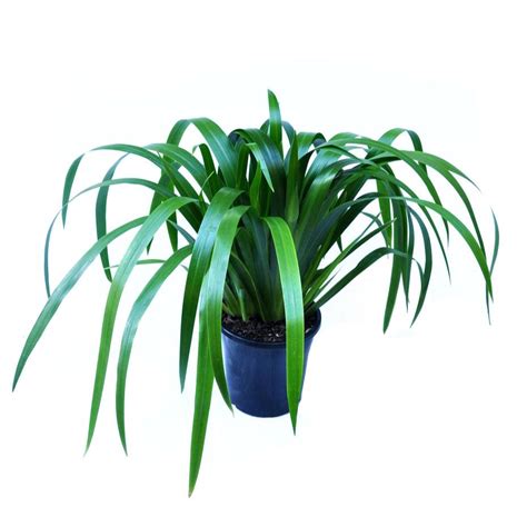 Neomarica Gracilis Walking Iris For Shaded Areas And Containers