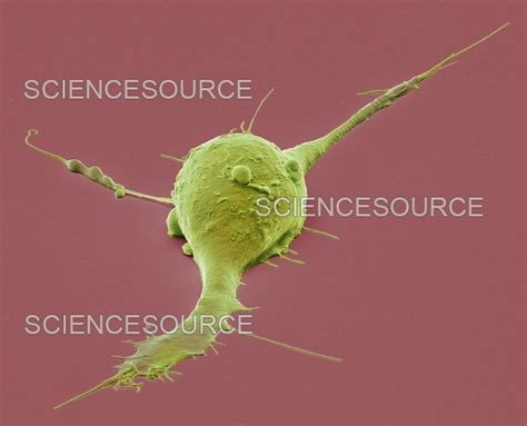 Pluripotent Stem Cell Sem Stock Image Science Source Images