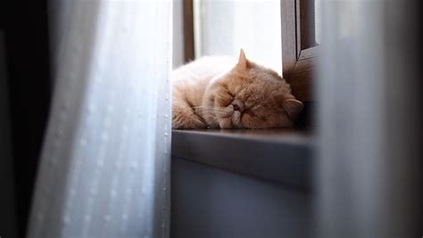 Daniel Ivanescu Flickr