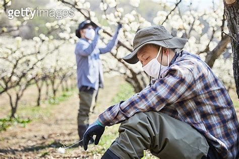배나무 배꽃 과수원 농업 주제 농부 농촌직업 농장근로자 농촌직업 농업 과수 낙엽수 시골풍경 교외