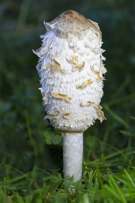 Coprinus Comatus Commonly Known As The Shaggy Ink Cap Lawyer S Wig