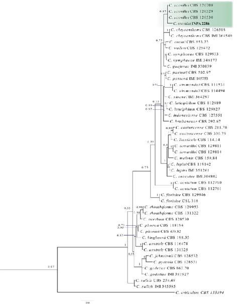 Phylogenetic Tree Generated By Bayesian Inference Upon A Combinated Act Download Scientific