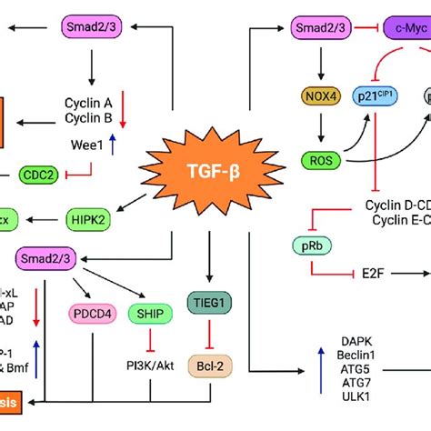 Tumor suppressor functions of TGF β signaling TGF β inhibits cell Download Scientific Diagram
