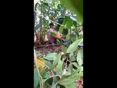 NGINTIP ORANG MESUM DI KEBUN YouTube