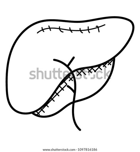 Human Liver Digestive System Stock Vector Royalty Free 1097816186