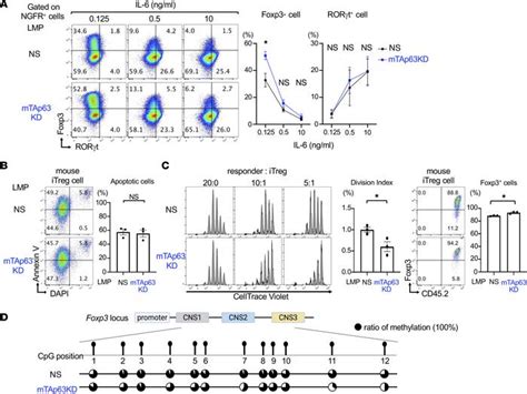 Jci Insight Tap63 A Methotrexate Target In Cd4 T Cells Suppresses Foxp3 Expression And