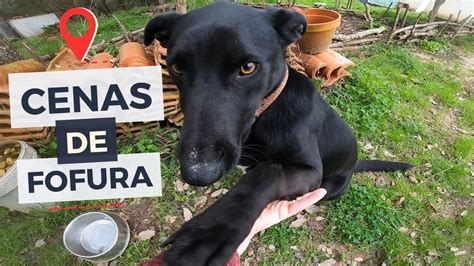 ROTINA DE TRABALHO CUIDANDO DE ANIMAIS NO INTERIOR DE PORTUGAL