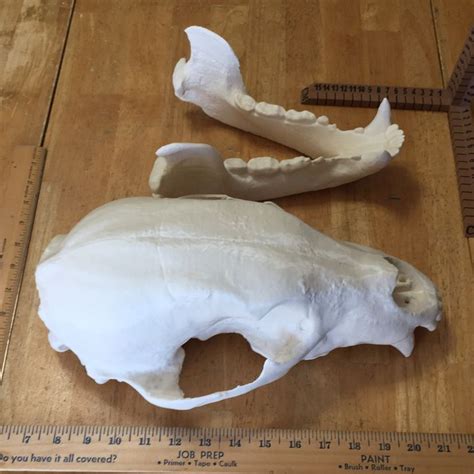 3d Printable Bear Skull By Star Labs 3d Llc