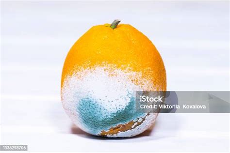 썩은 몰디 오렌지 성장하는 금형의 사진 버릇없는 과일 식사 남은 음식 공간을 복사합니다 0명에 대한 스톡 사진 및 기타 이미지 Istock