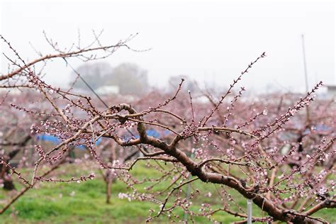 2021年 一宮町塩田地区 桃の開花情報 第1回 ふえふき旬感ネット