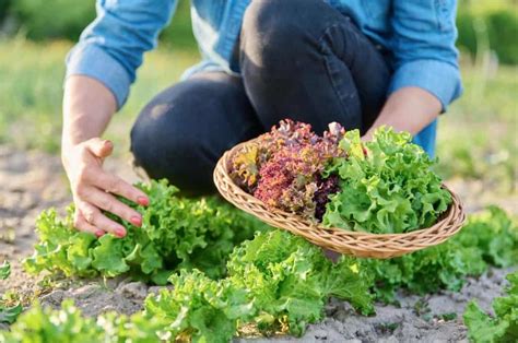 What Is The Best Fertilizer For Lettuce Growth