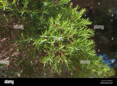Tea tree melaleuca alternifolia leaves hi-res stock photography and ...