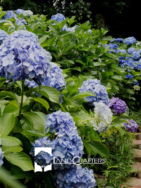 When Should You Prune Hydrangeas Landcrafters