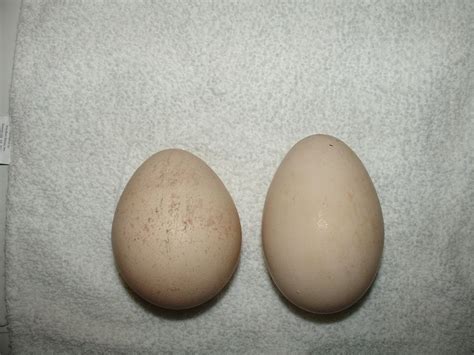 Is There An Average Size For Peacock Eggs Backyard Chickens Learn