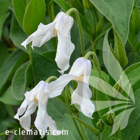 Clematis Hakuree E Clematis