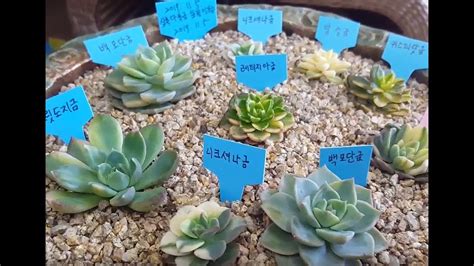 다육이번식 겨울동안 삽목한 다육아가들의 변화된모습 Youtube