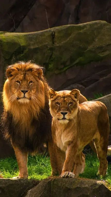 دانلود عاشقانه عکس شیر نر و ماده برای پروفایل و پس زمینه