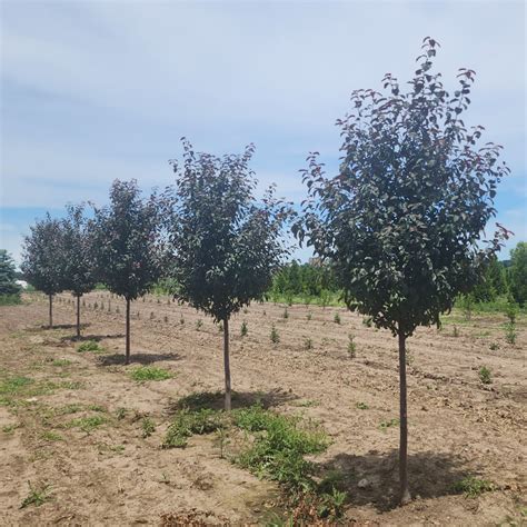 Malus ‘jfs Kw139mx Pp 31232 Ruby Dayze® Crabapple Doty Nurseries