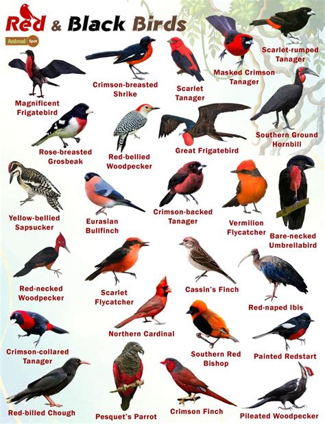 Red And Black Birds Facts List Pictures