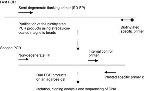Isolation Of Unknown Fungal Dna Flanking Regions By Amplified Flanking