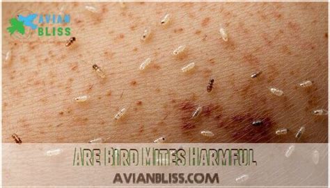 Are Bird Mites Harmful Risks Bites And Treatment Guide 2025