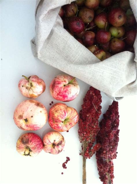 Foraging For Sumac Berries And Wild Apples