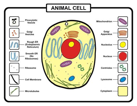An Introduction To The Cells Of Organisms