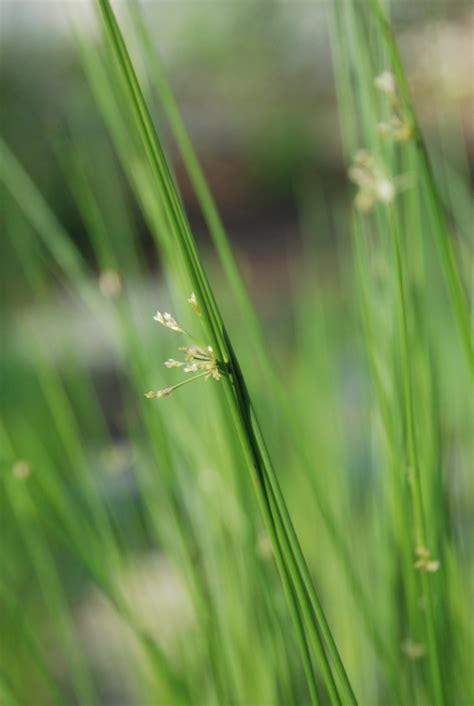 Juncus Effusus Soft Rush Eci