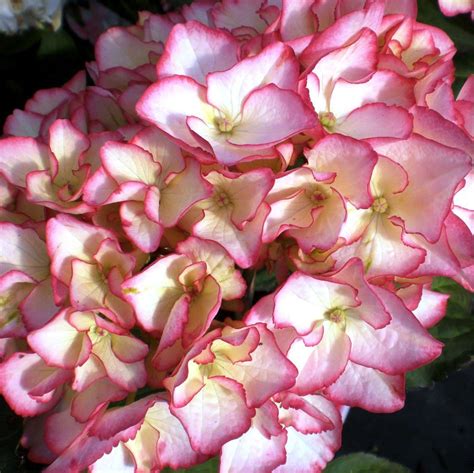 Hydrangea Macrophylla Sabrina Pbr Dutch Ladies Series H