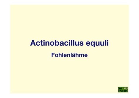 53 Actinobacillus Equuli