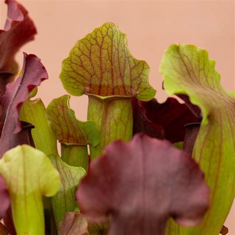 Buy Fly Killing Pitcher Plant Sarracenia Maroon Delivery By Waitrose