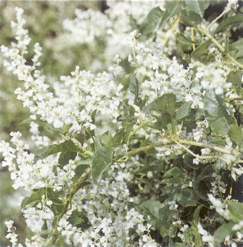 何首乌 彩色中药学