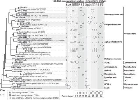Dominant Otus Identified By 16s Rrna Gene Amplicon Analysis And Its