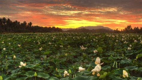 Lokasi Teratai Putih Objek Wisata Di Desa Talaga Tomoagu Bolmut