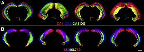 Genomic Anatomy Of The Hippocampus Neuron