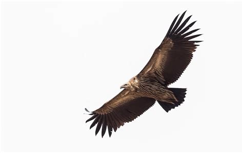 Premium Photo Himalayan Griffon Vulture Gyps Himalayensis Flying In Sky