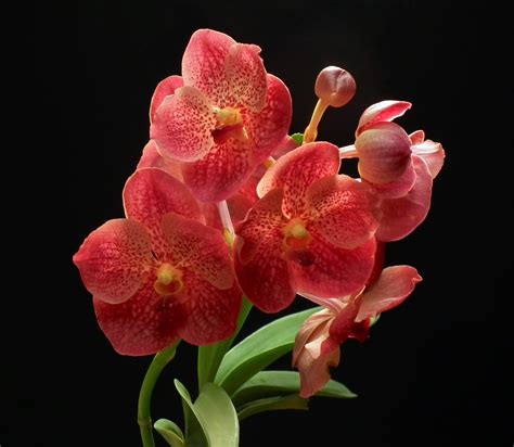 KT 5135 V Kultana Gold X V Pacharee Delight 4n Kultana Orchids