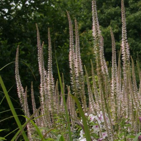 Veronicastrum Virginicum F Roseum Pink Glow Ballyrobert Gardens