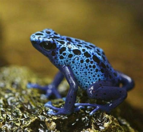 Ядовитые жабы и лягушки 75 фото