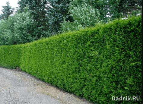 Быстрорастущие и вечнозеленые кустарники для живой изгороди фото и названия секреты обрезки
