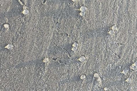 Strange Clear Blobs Make Appearance On Texas Beaches