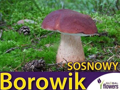 Borowik Sosnowy Grzybnia Boletus Pinophilus Ziarno 10g Sklep